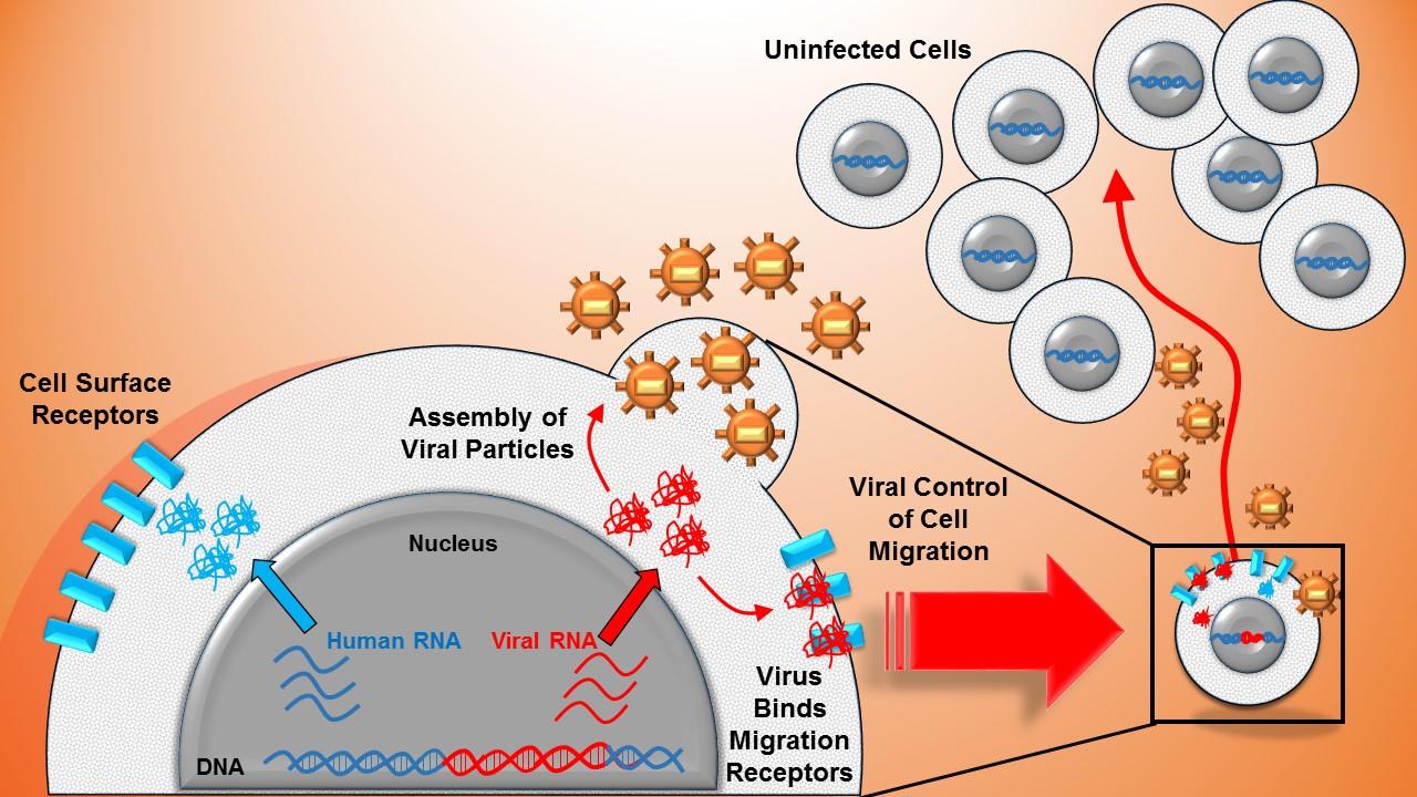 Researchers at Illinois gain insights to redirect leading HIV cure ...